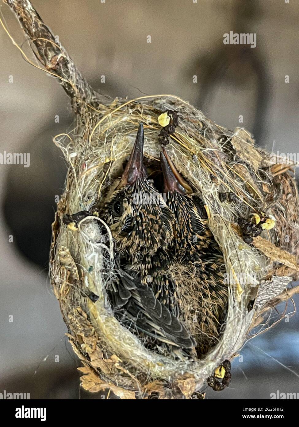 Two hummingbirds a few days old in a nest (Hummingbirds). hummingbirds ...