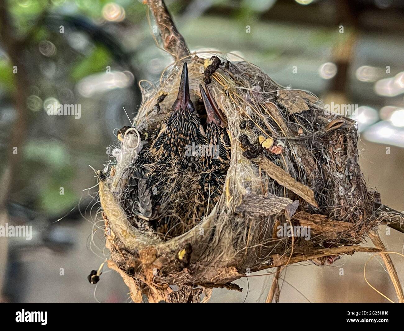 Two hummingbirds a few days old in a nest (Hummingbirds). hummingbirds ...
