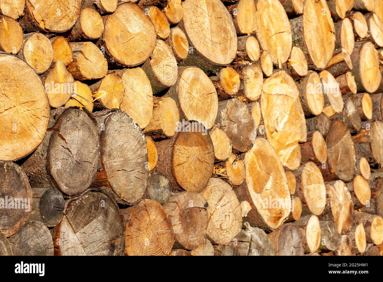 Sawed trees in pieces Stock Photo - Alamy