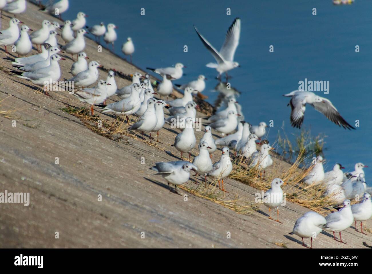 Flock seagulls spreading wings hi-res stock photography and images - Alamy