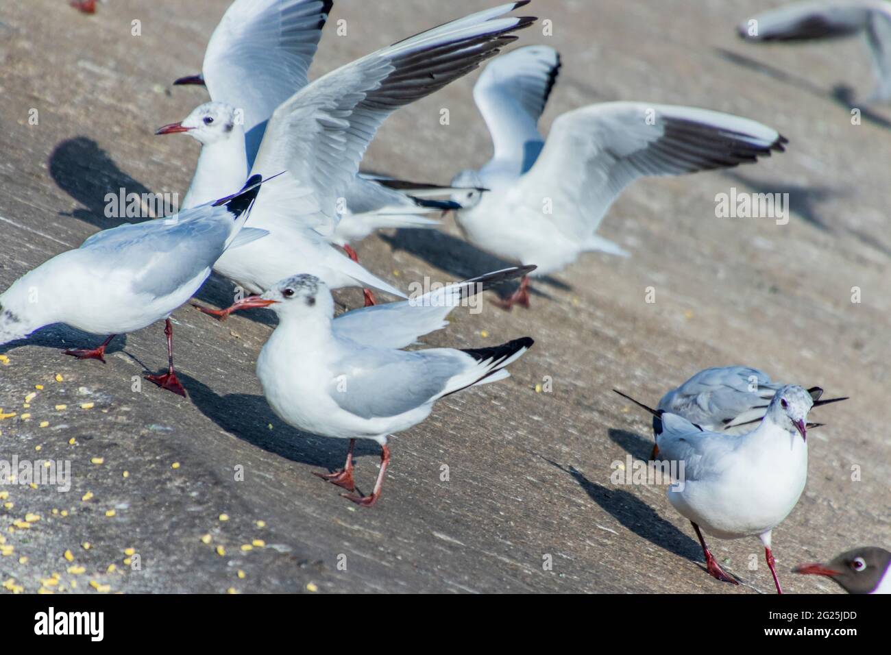 Close up of seagulls face hi-res stock photography and images - Alamy