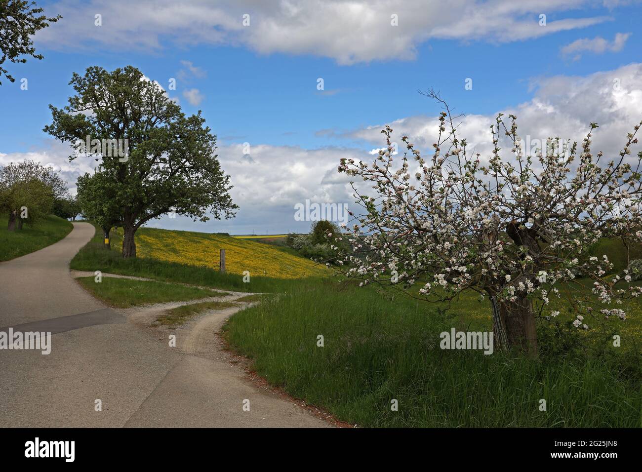 Narrow pathway dividing into two parts in a beautiful spring meadow on ...