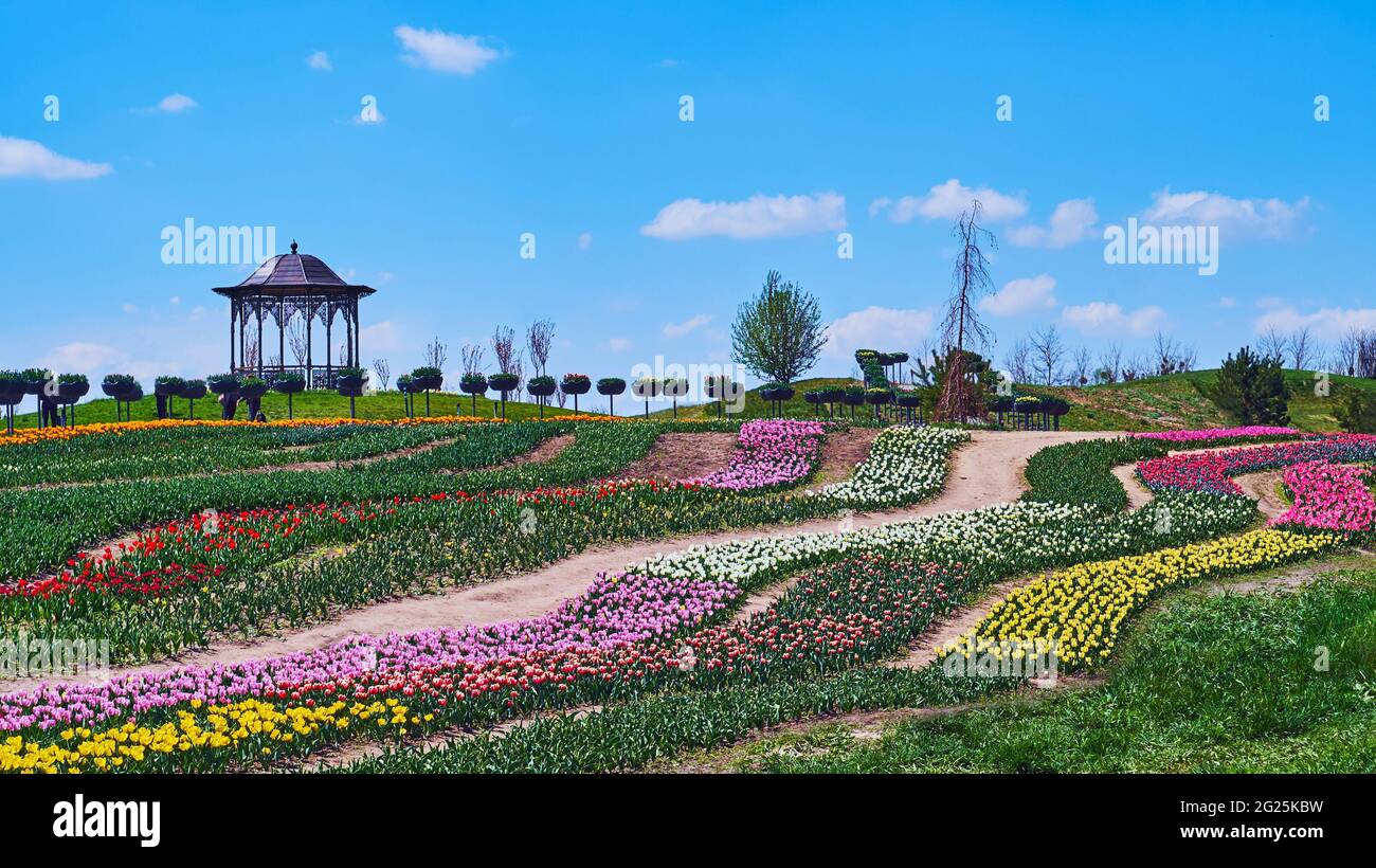 The tulip field with its bright colorful flowers is the perfect place for the day tour ...
