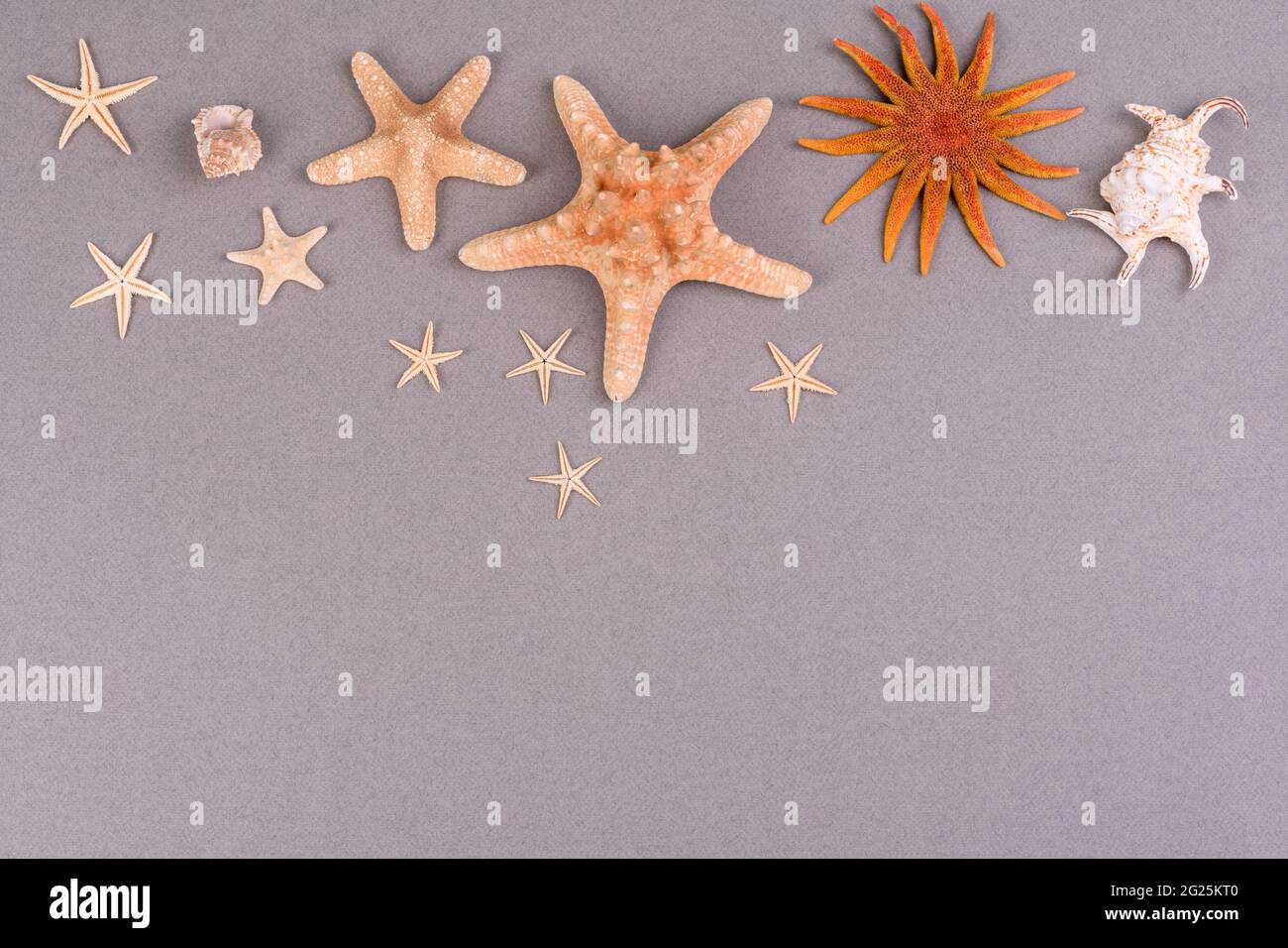 Beach accessories with shells and sea stars on a colored background ...