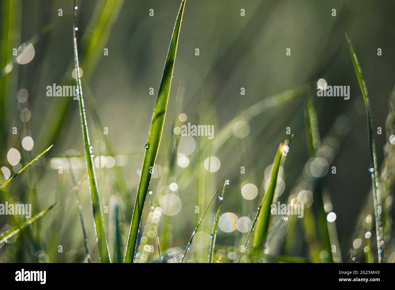 Bright background of shiny dew drops on spring green grass Stock Photo ...