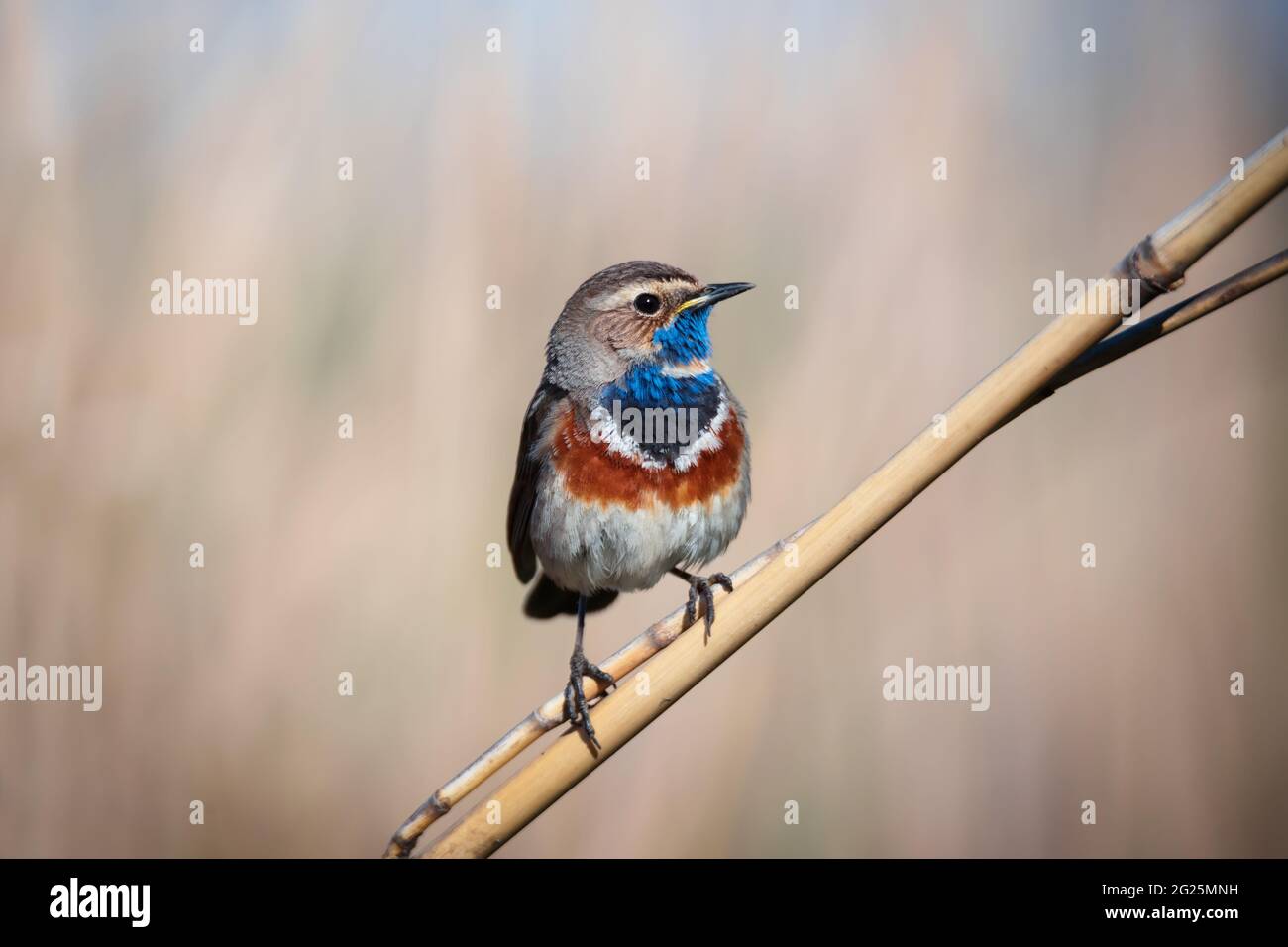 Little bluethroat male songbird in dry reeds on nature background Stock ...
