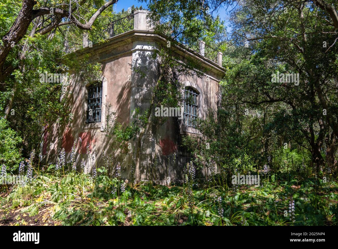 old house in ruins in a forest Stock Photo - Alamy