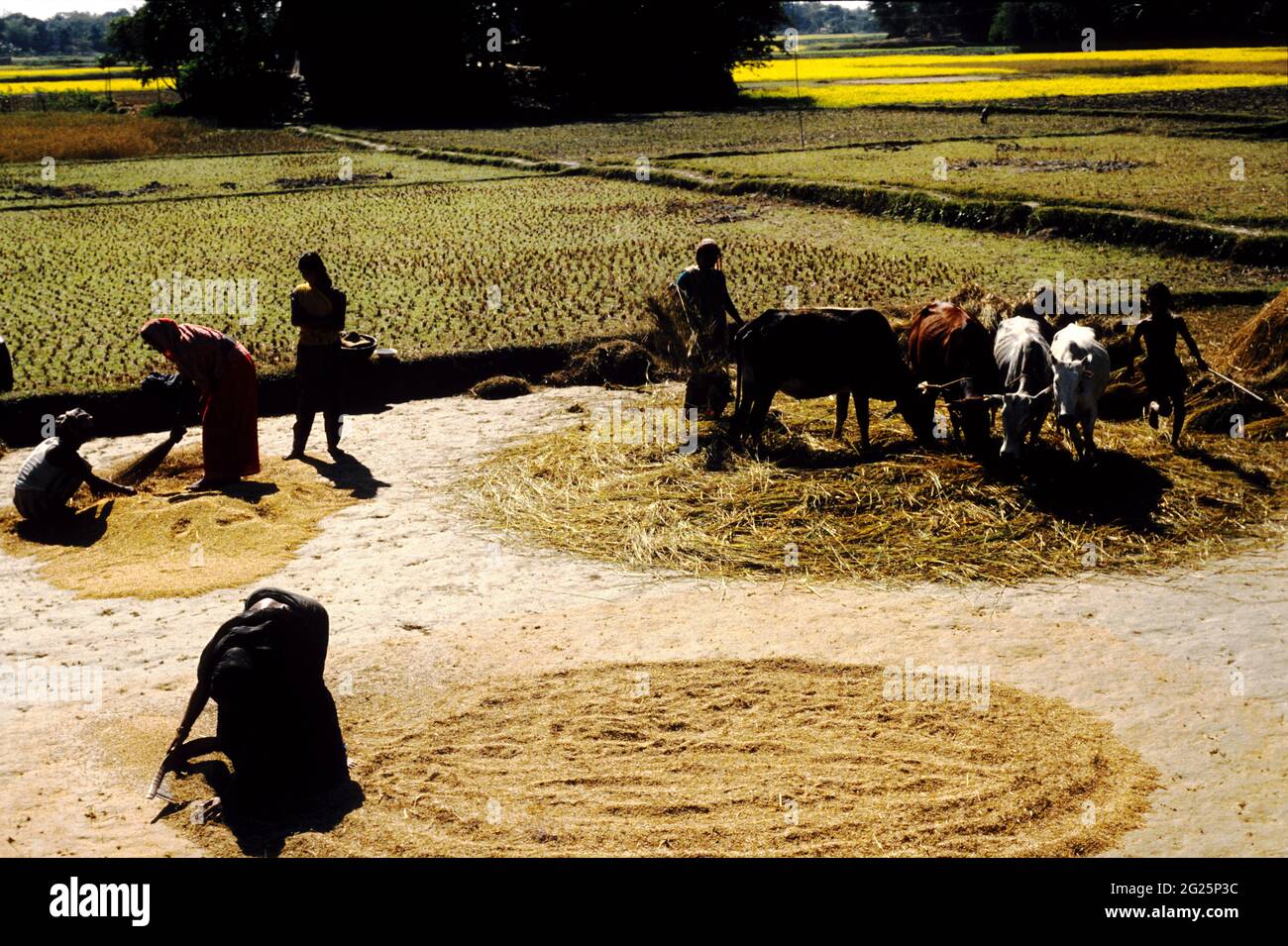 Farmer make the cattle stomp on dry paddy and husk the rice. In this ...
