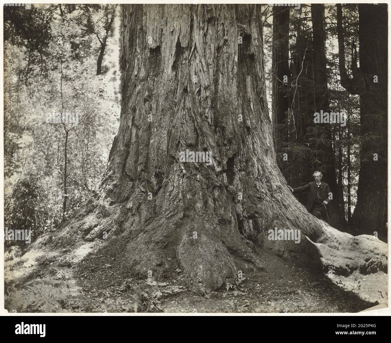 Man at the trunk of a mammoth tree Stock Photo - Alamy