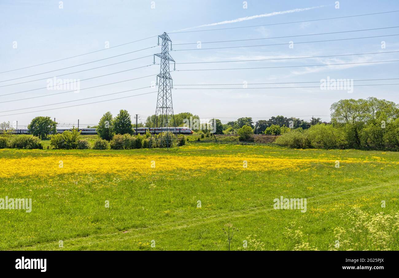 Pylons carrying power cables passes over a field of buttercups and a ...
