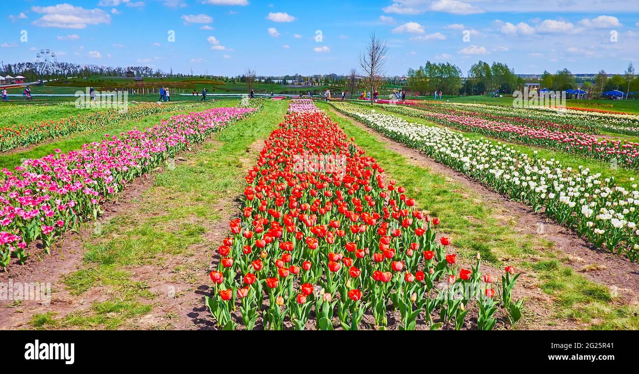 Enjoy the bright and colorful tulip field in blossom, Dobropark Arboretum, Kyiv Region, Ukraine ...