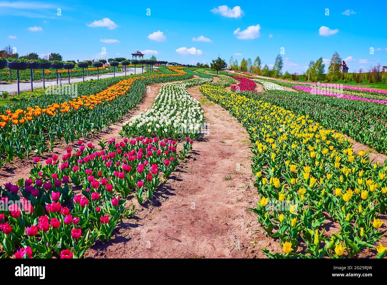 The colorful tulip field with winding alleys and scenic flowers ...