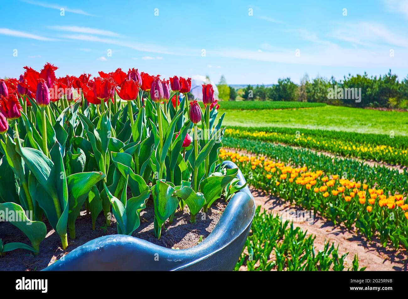 The bright red fringed tulips in a raised garden bed in front of the ...