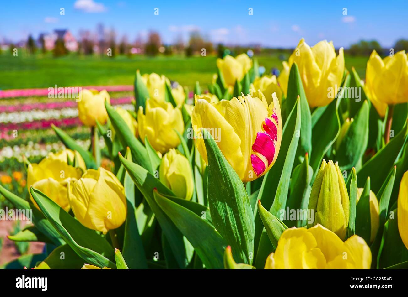 The close-up of yellow tulip buds in Dobropark arboretum, Kyiv Region ...