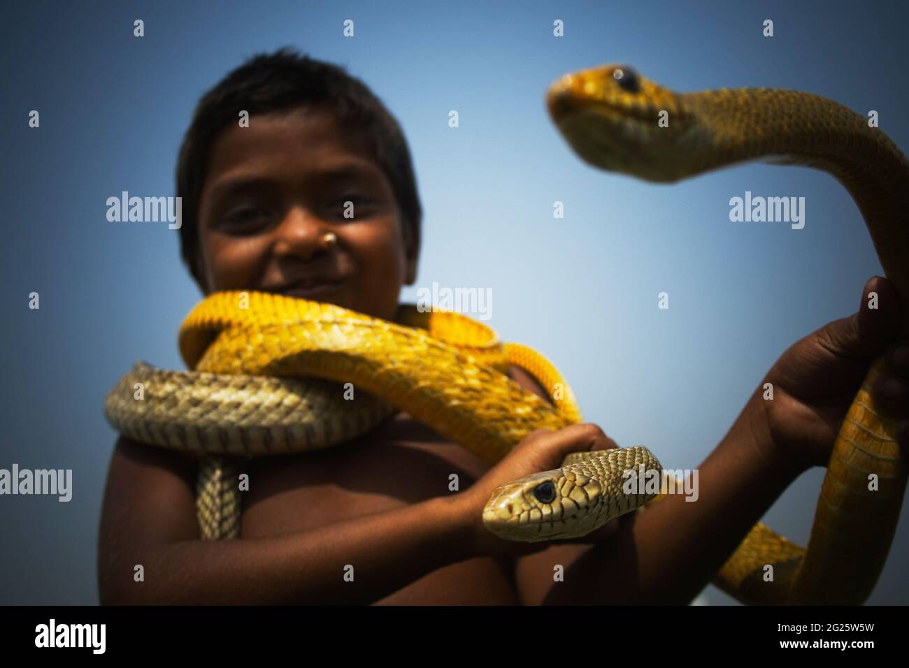 Reptiles of bangladesh hi-res stock photography and images - Alamy