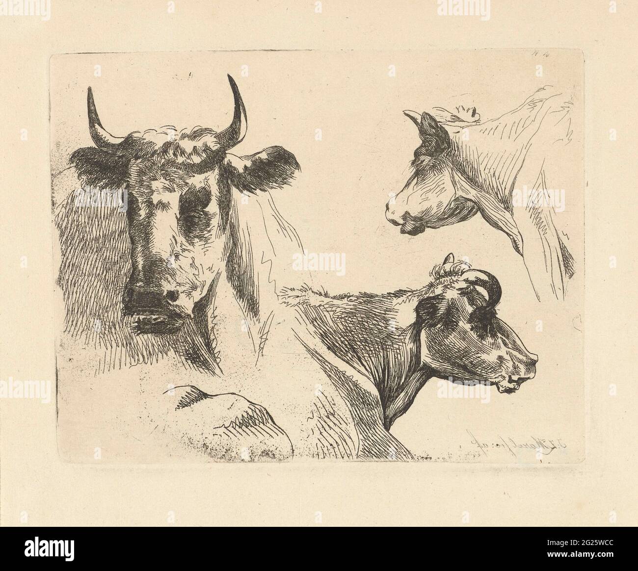 Three cow cups Stock Photo - Alamy