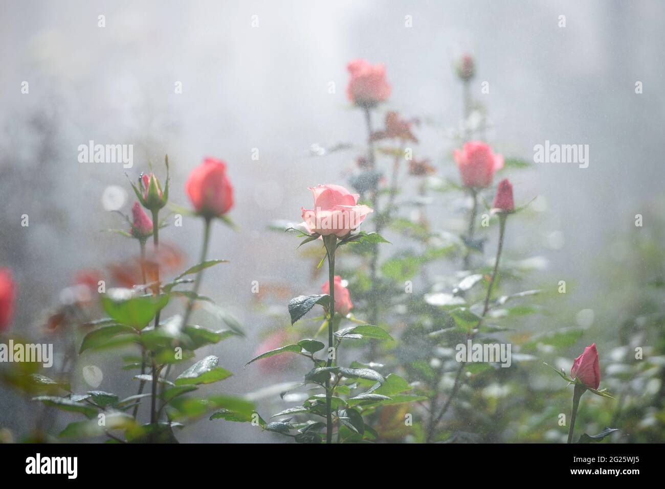 Plantation roses in a greenhouse,Roses blooming in a greenhouse Stock ...