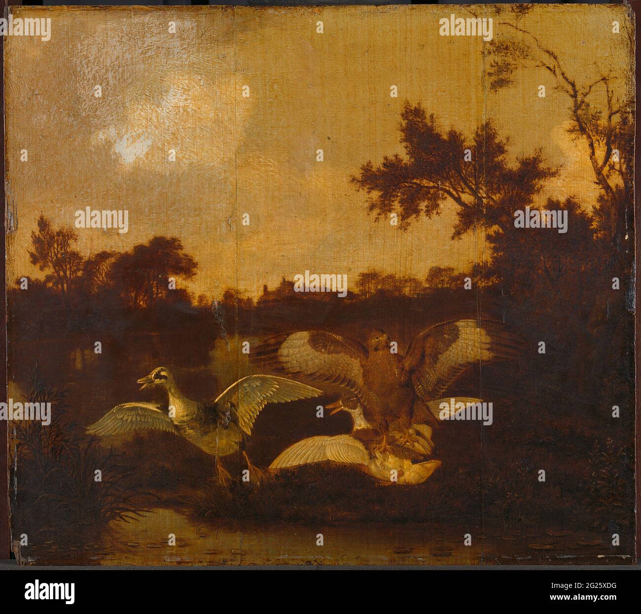 Buzzard attacks two ducks hi-res stock photography and images - Alamy