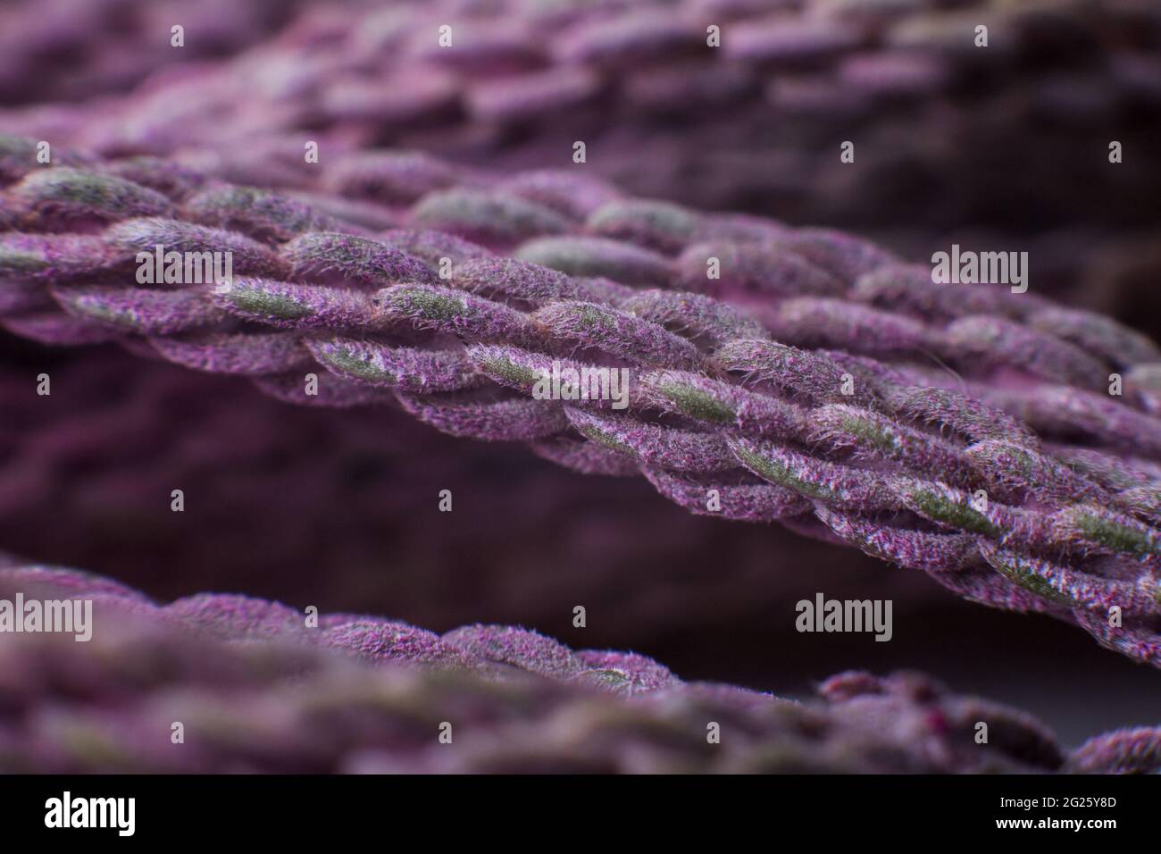 a purple threads close up under the microscope background Stock Photo ...