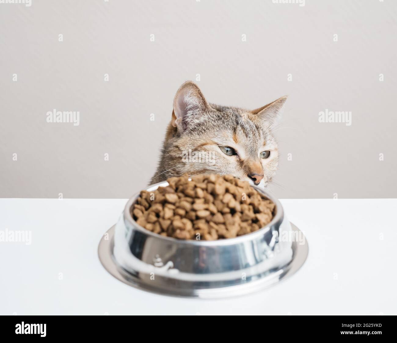 Cat table food hi-res stock photography and images - Alamy