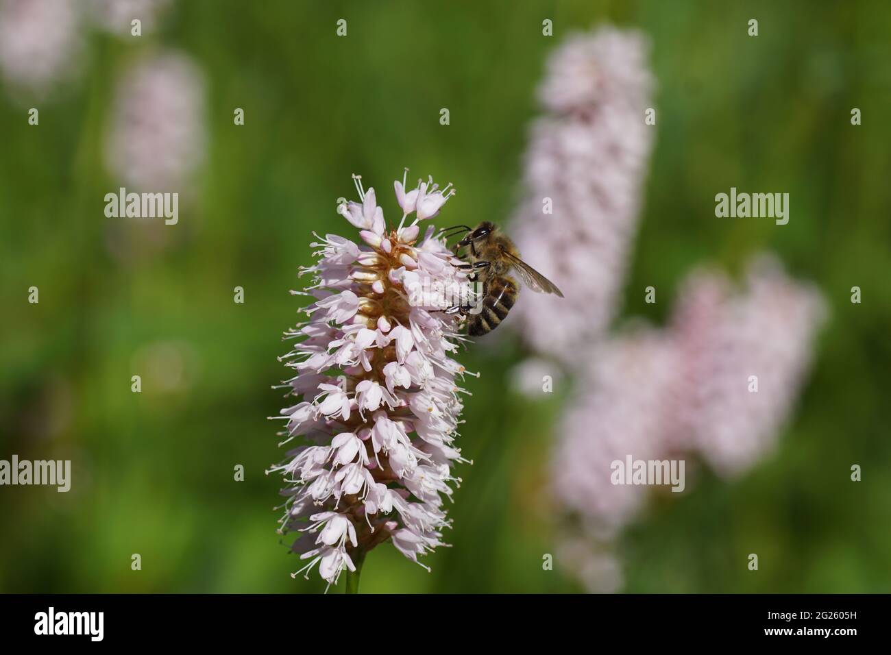 Western honey bee or European honey bee (Apis mellifera) on pink ...
