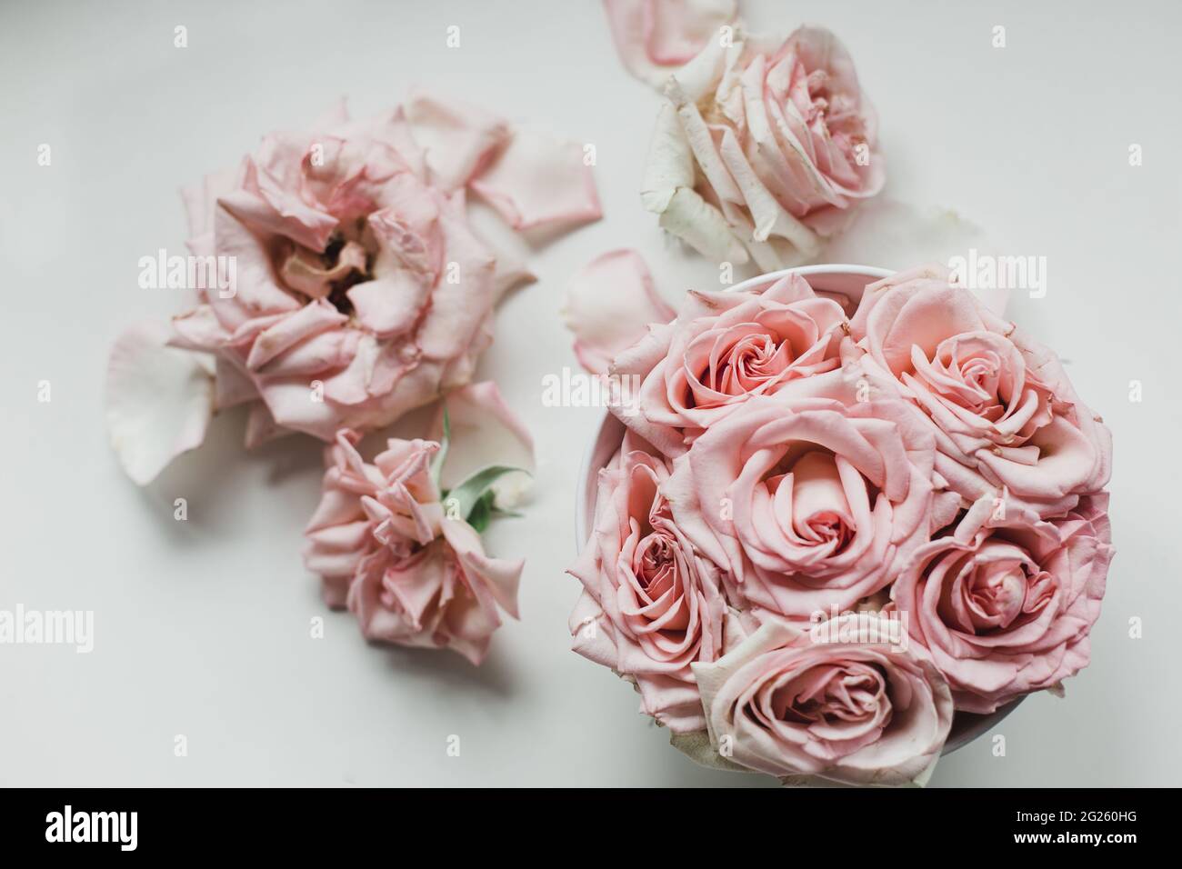 Pink roses flowering hi-res stock photography and images - Alamy