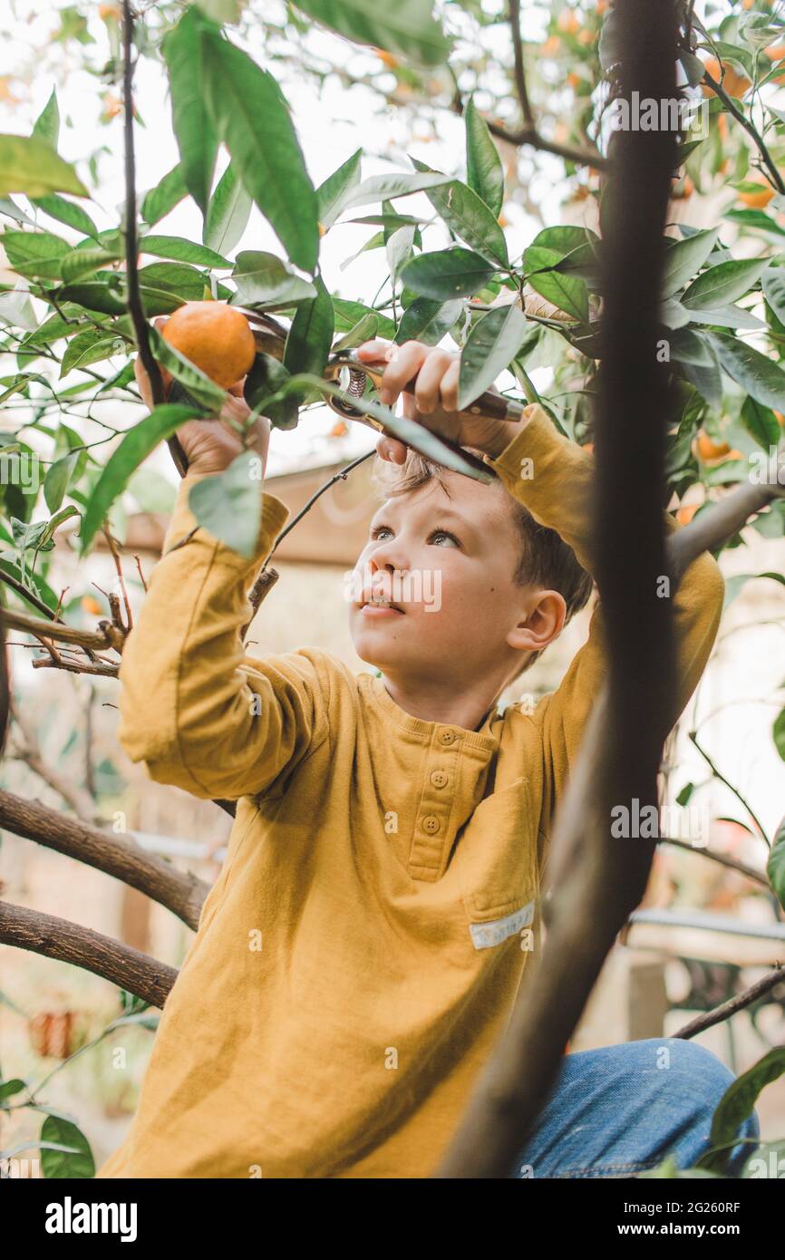 Boy eating mandarin hi-res stock photography and images - Alamy