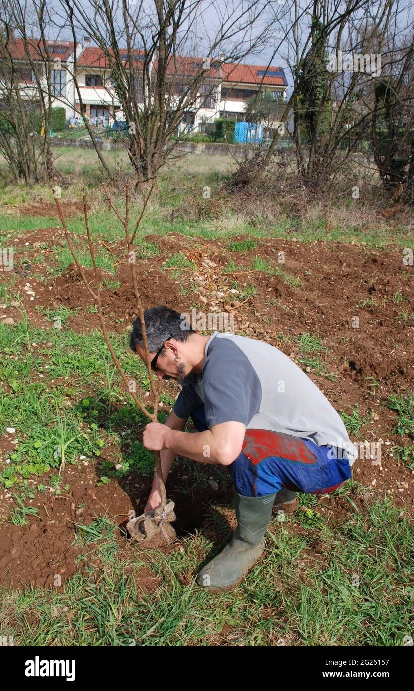 Farmer planting tree europe hi-res stock photography and images - Alamy