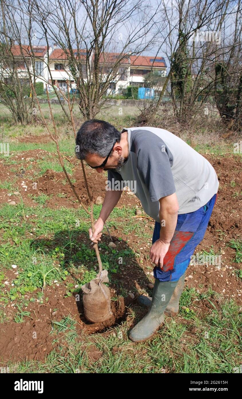 Farmer planting tree europe hi-res stock photography and images - Alamy