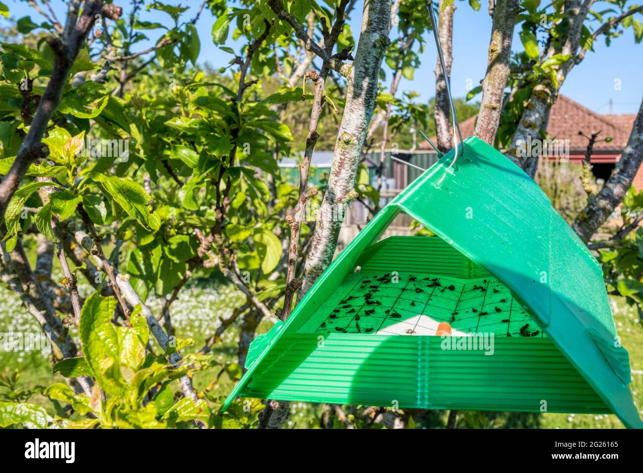 Moths caught in a plum moth maggot pheromone trap hanging on a fruit ...