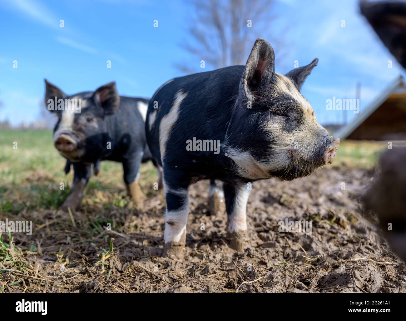 Piglets playing on the farm Stock Photo - Alamy