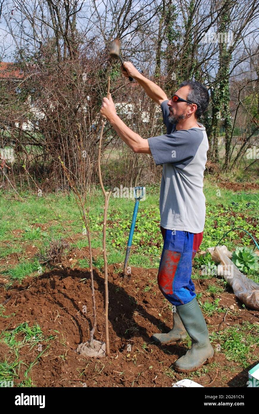 Farmer planting tree europe hi-res stock photography and images - Alamy