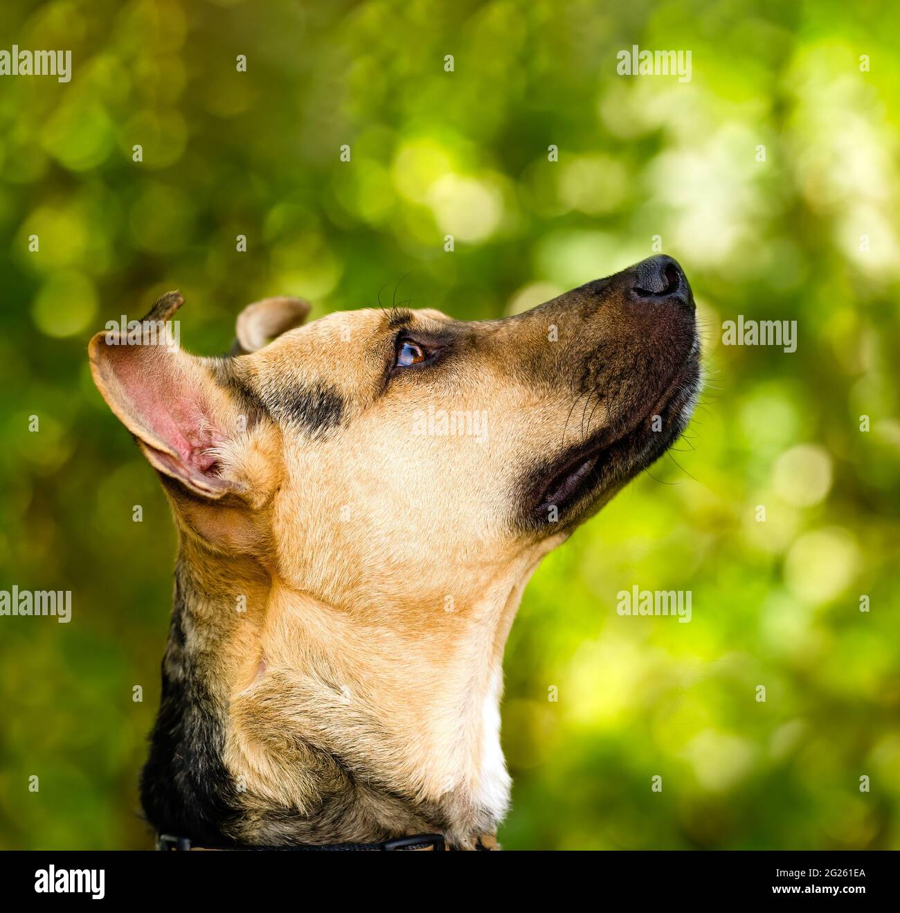 A Profile Of A German Sheppard Dog Eagerly Looking Up Stock Photo - Alamy