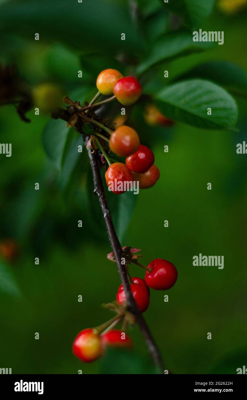 Seedless cherry hi-res stock photography and images - Alamy