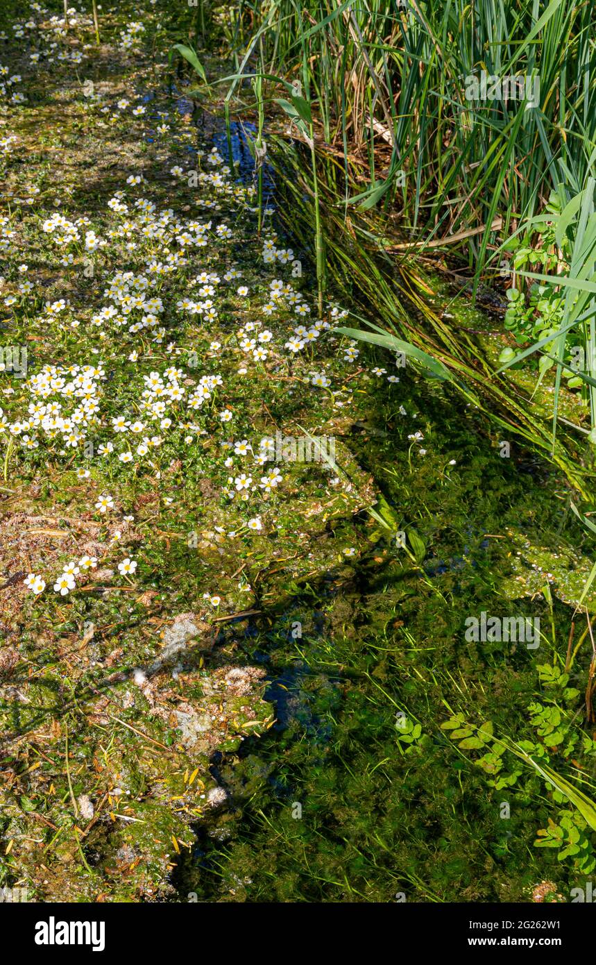 white water crowfoot Fowlmere Stock Photo - Alamy