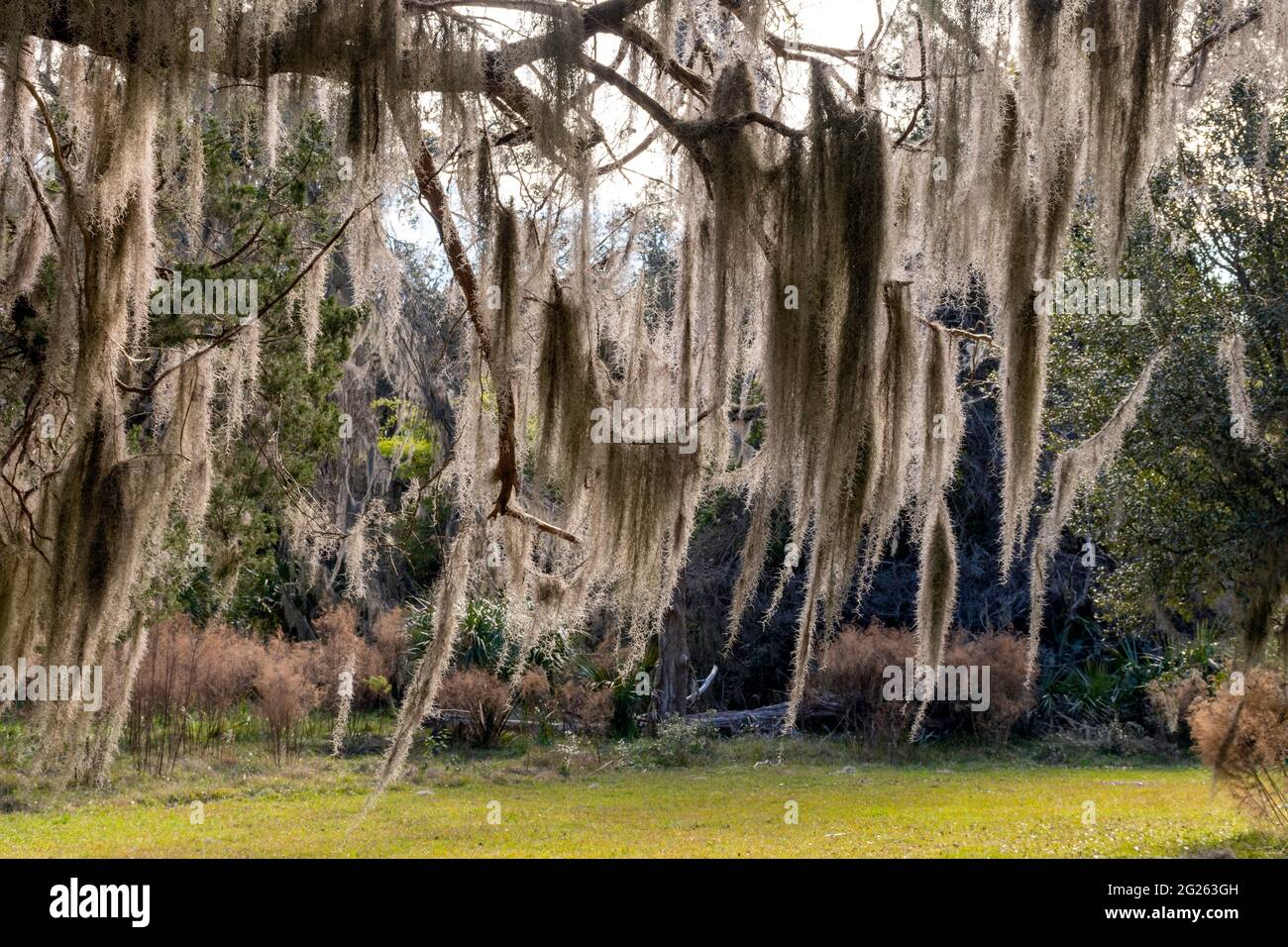 A beautiful landscape background of the lowcountry on Sapelo Island ...