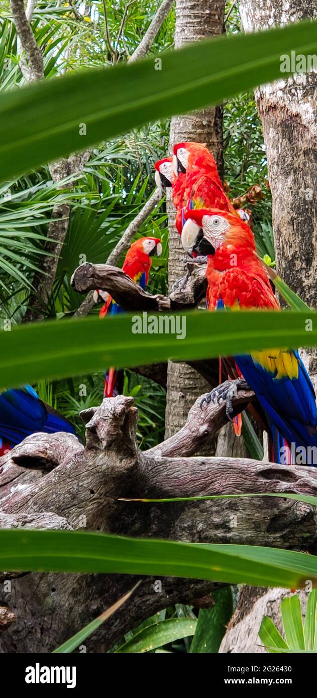 Scarlet macaws jungle hi-res stock photography and images - Alamy