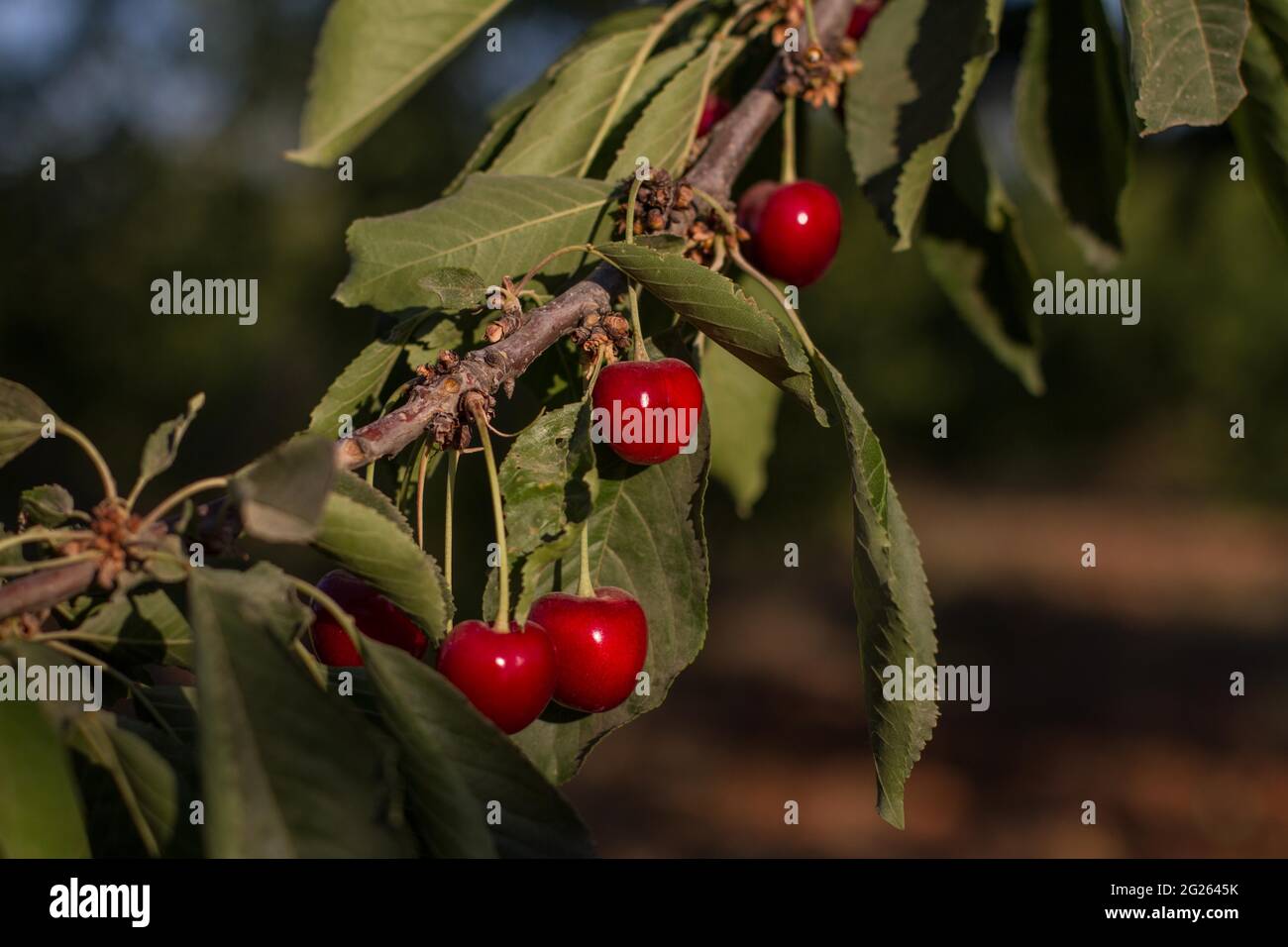 Rural idlib hi-res stock photography and images - Alamy