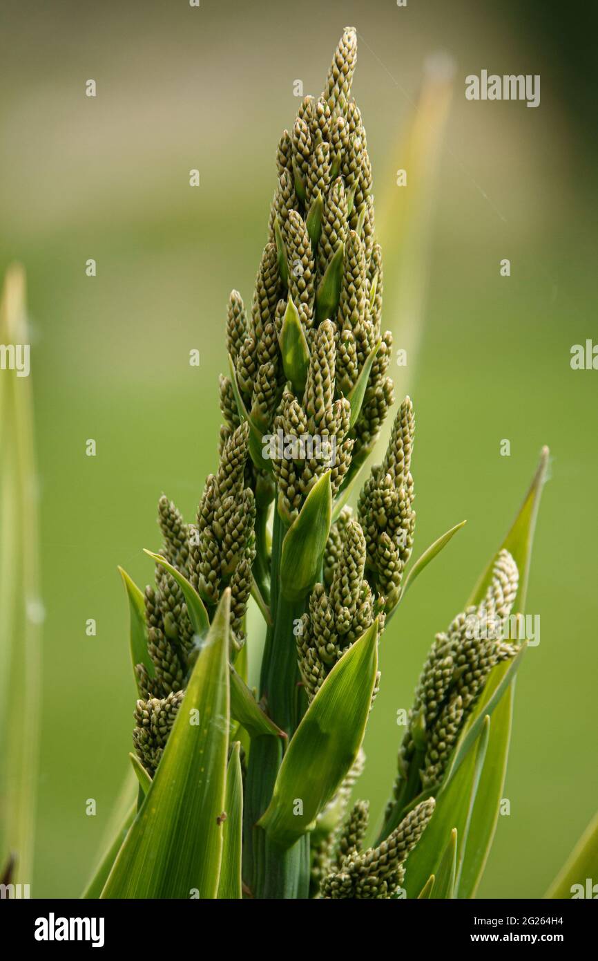 Flower head emerging on a cordyline australis, commonly known as the ...
