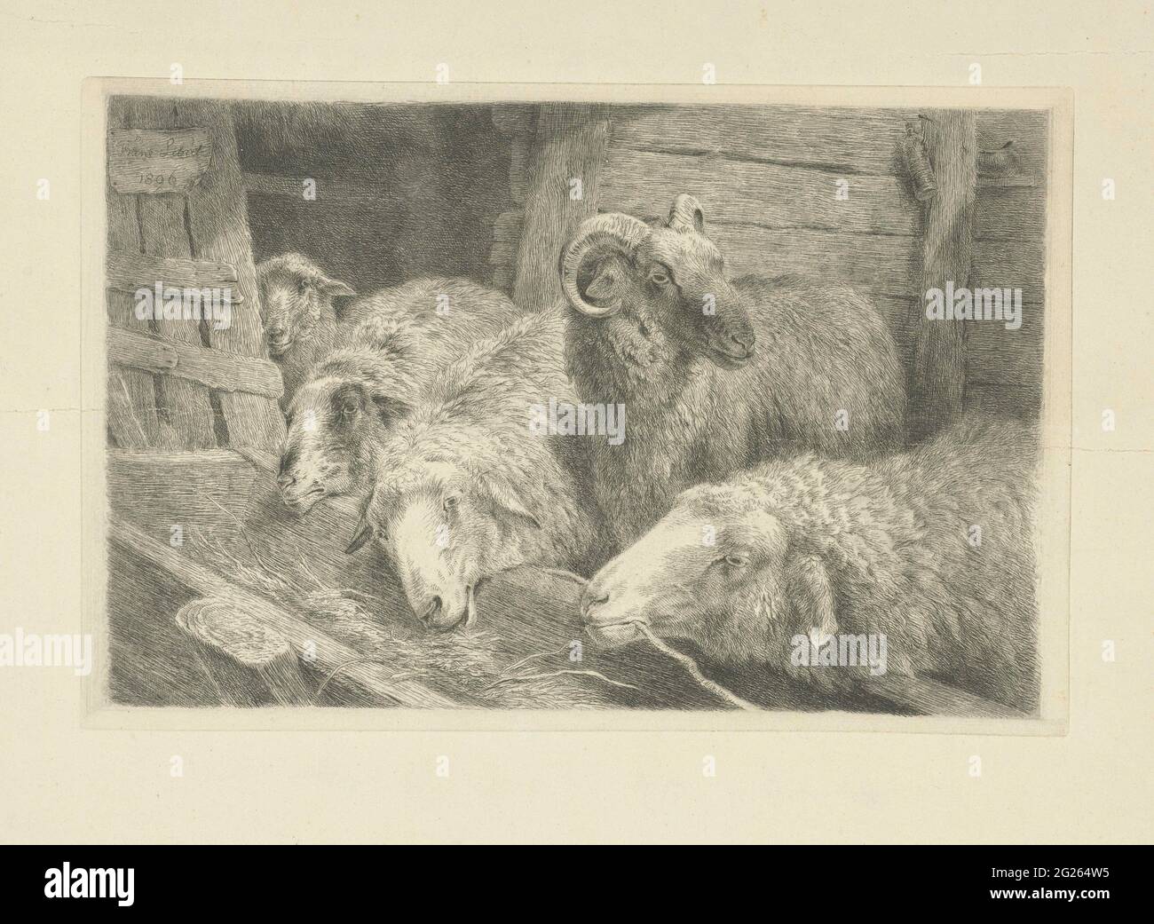 Ram feeder hi-res stock photography and images - Alamy