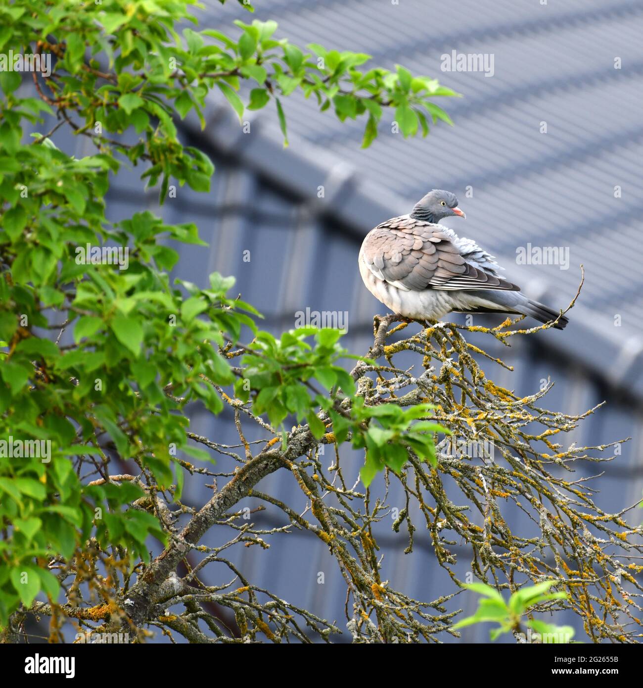 Wood pigeon on a fruit tree Stock Photo - Alamy