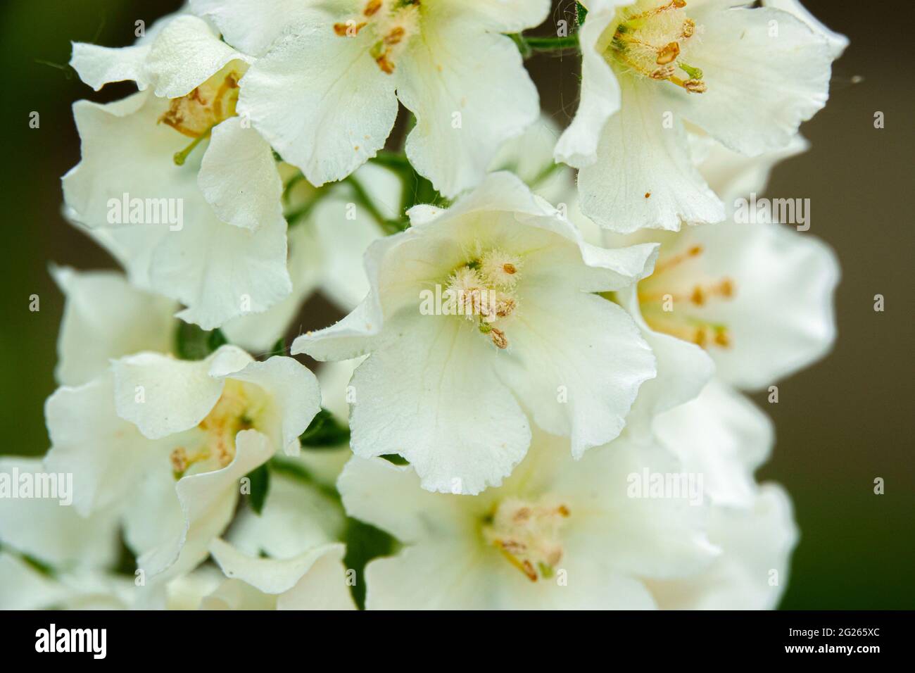 Delphinium bloom hi-res stock photography and images - Alamy