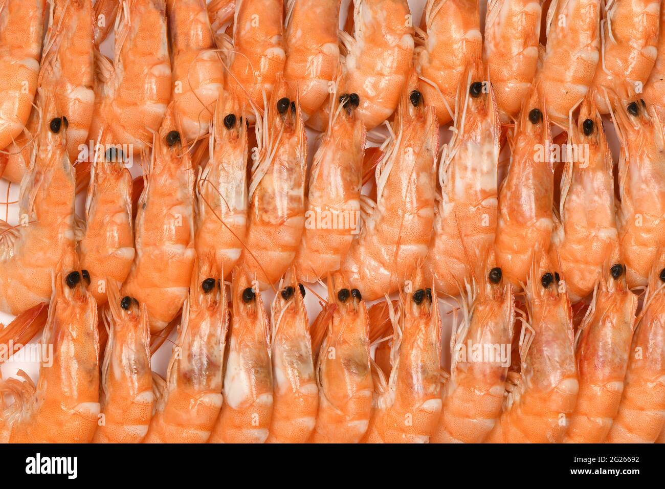 Background made of shrimp. High resolution photo. Full depth of field ...