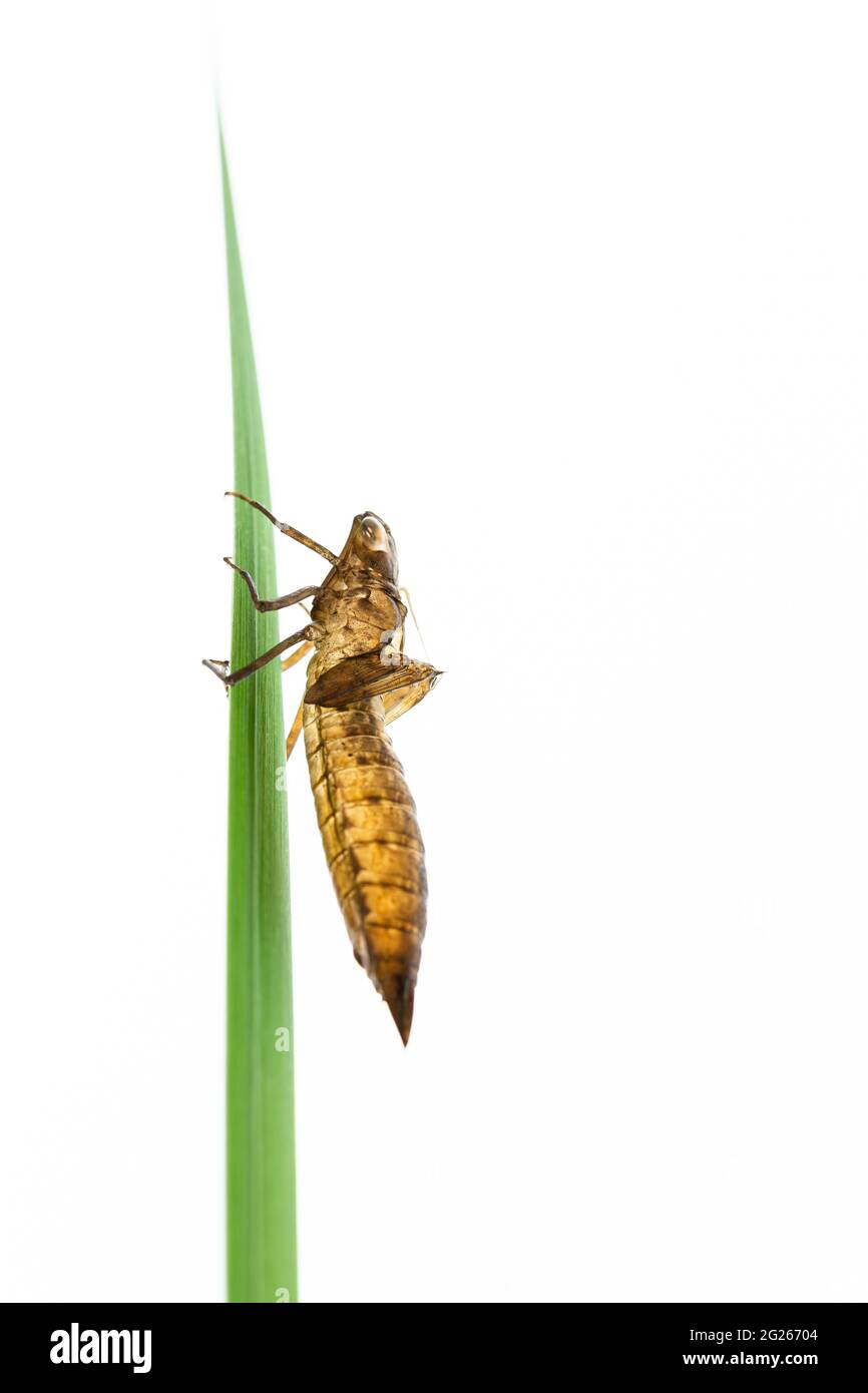 Exuvia of a metamorphosed larva of the dragonfly species Blue-green ...