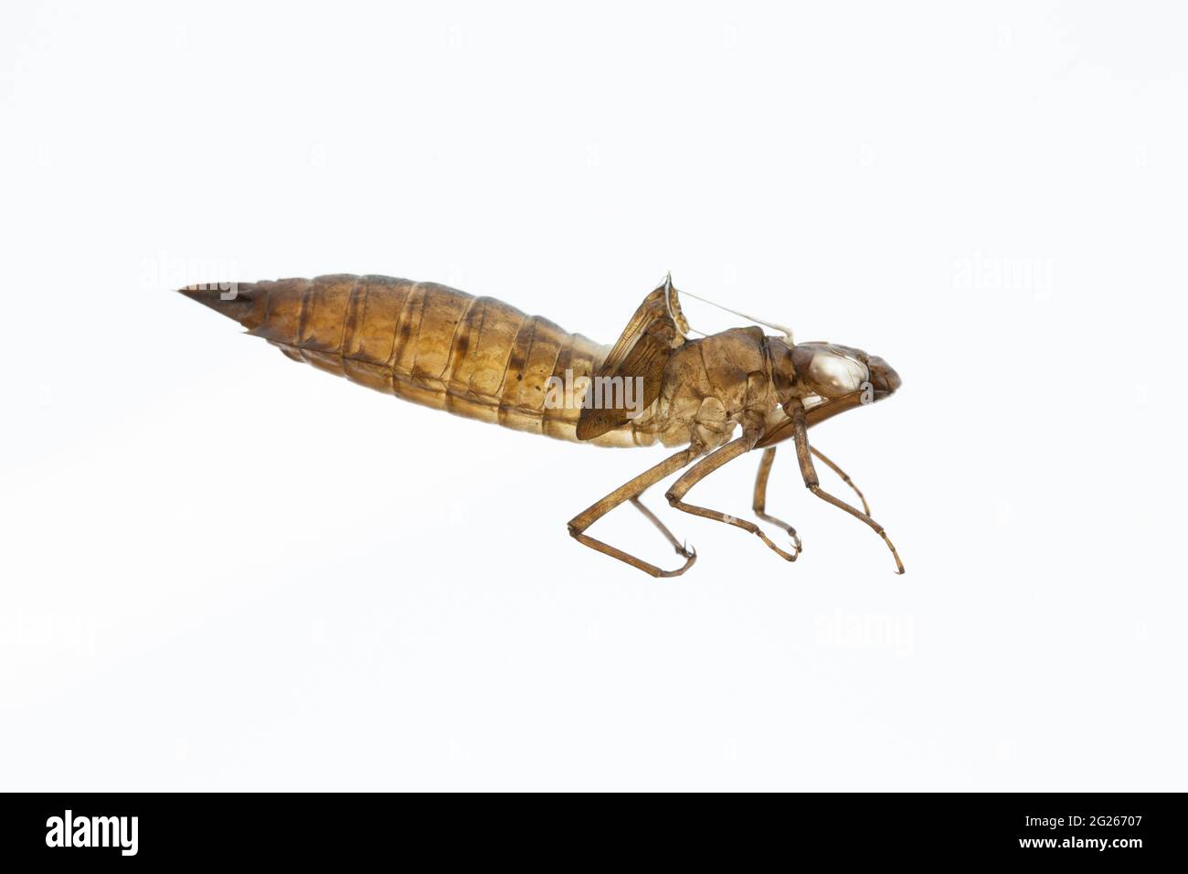 Exuvia of a metamorphosed larva of the dragonfly species Blue-green ...
