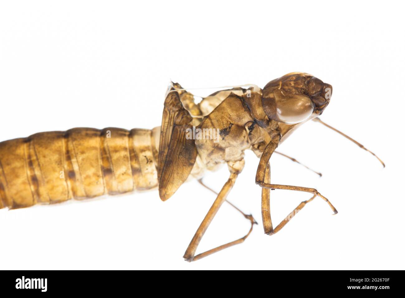 Exuvia of a metamorphosed larva of the dragonfly species Blue-green ...