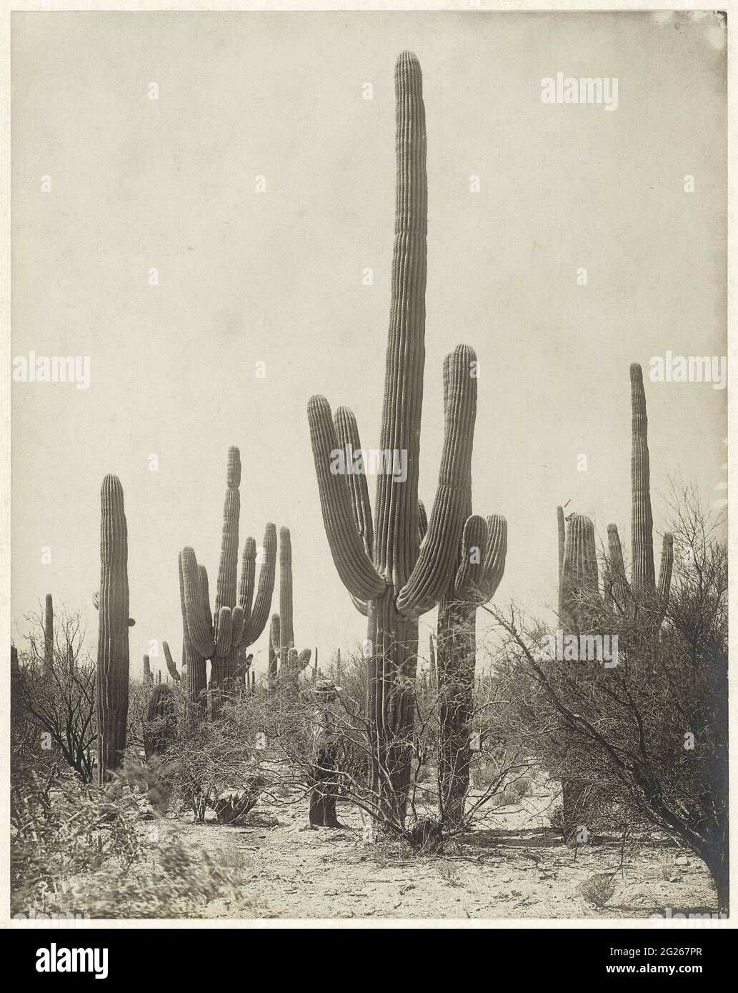 Giant cactus in the Tucson desert Stock Photo - Alamy