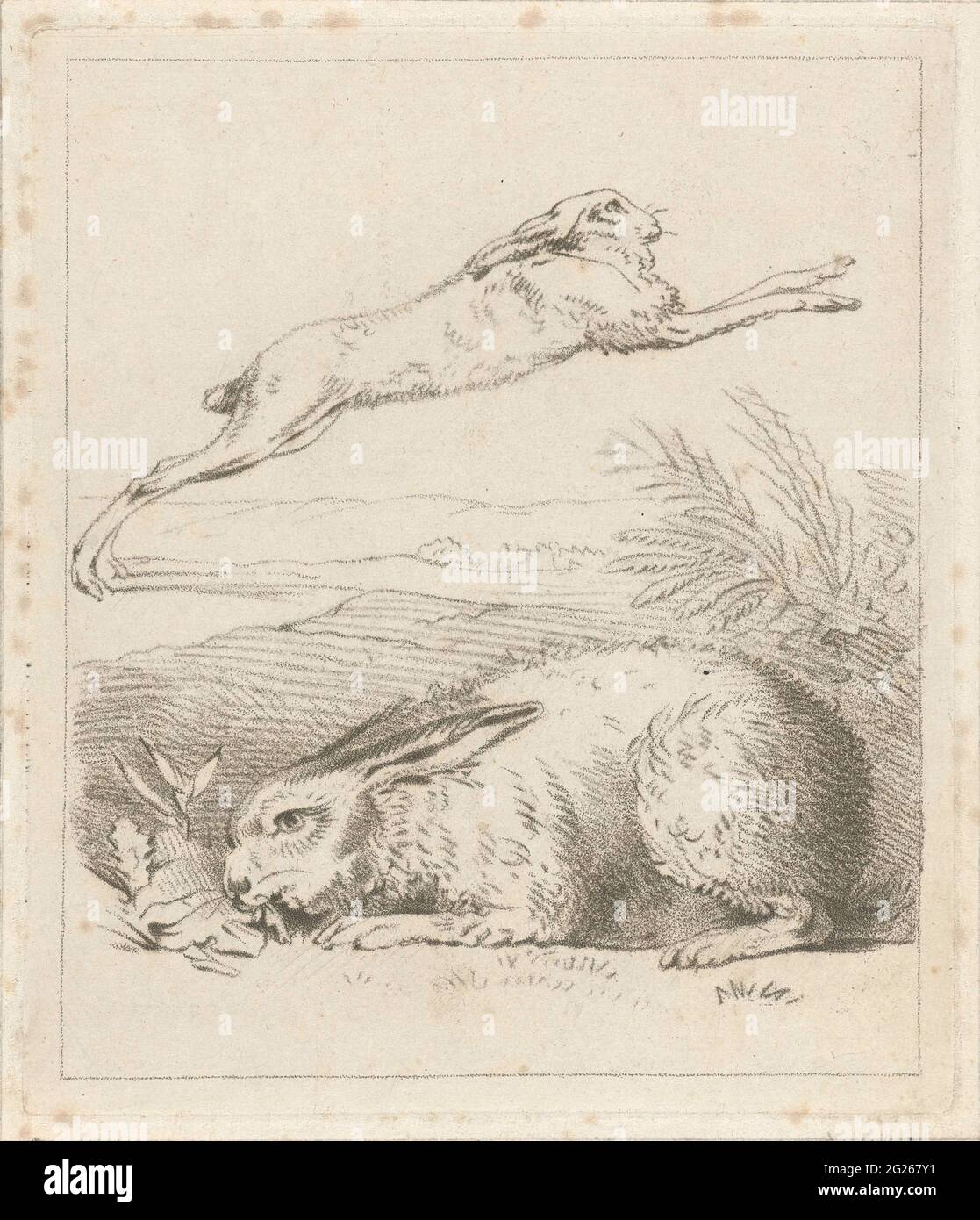 Haas and rabbit. At the bottom of a rabbit, eating a plant. Above and ...