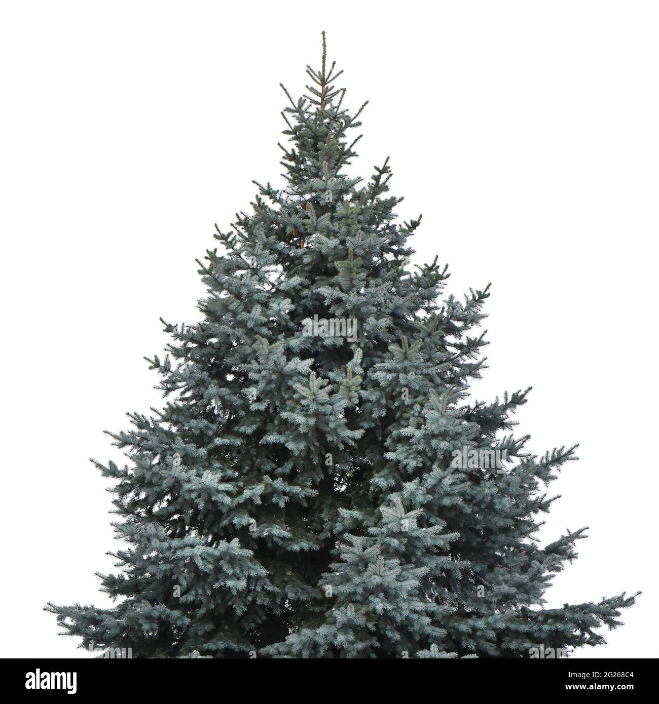 Blue spruce, isolated on white background. High resolution photo Stock ...