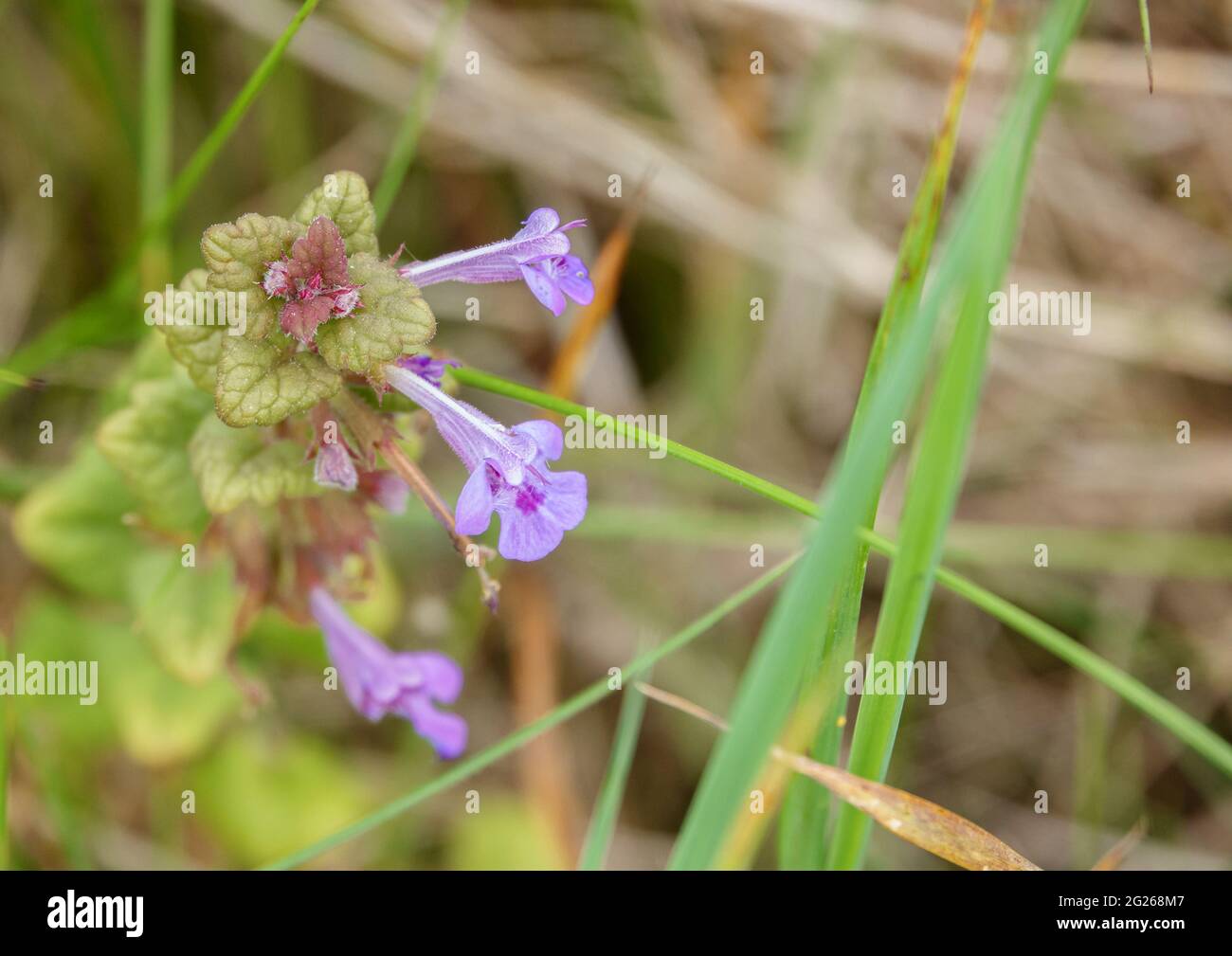 close up of a colorful young early bloom blue bugle (Ajuga reptans ...